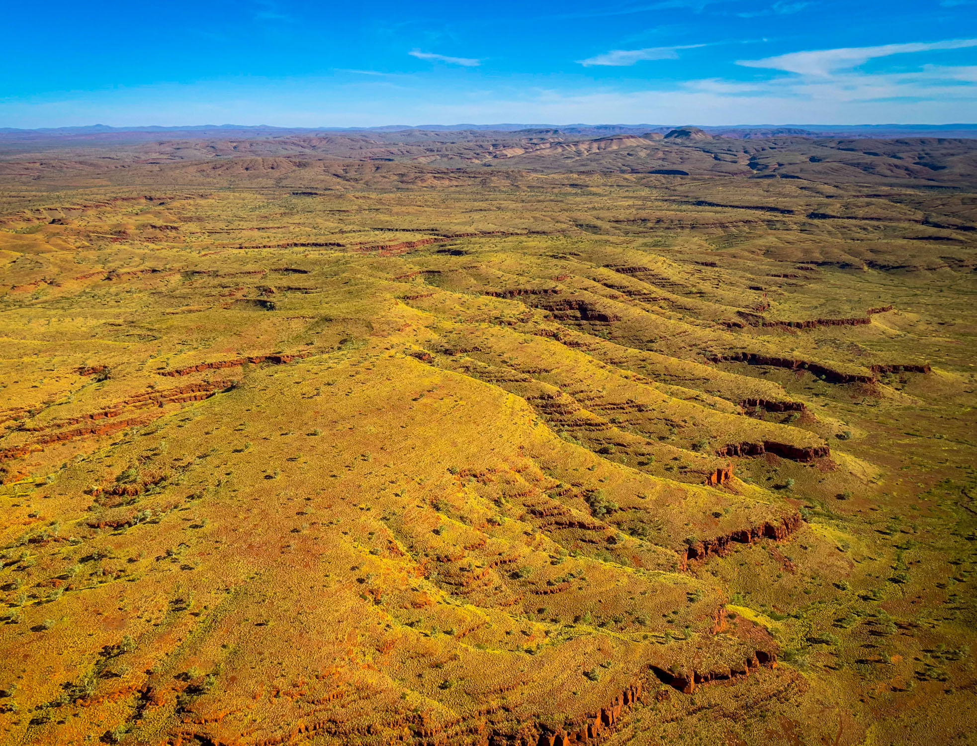 Revegetation monitoring - Pilbara Ecological