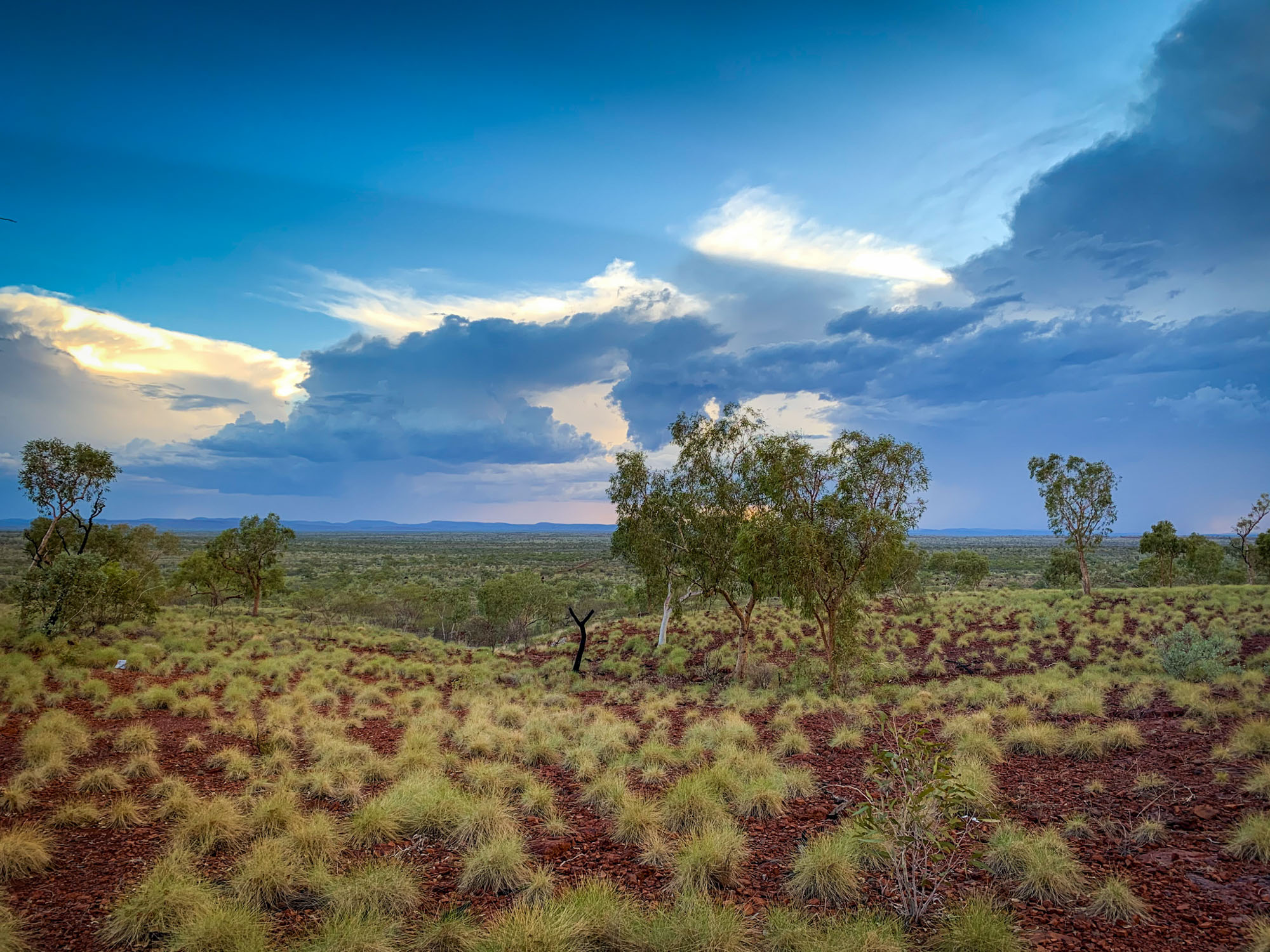 Revegetation monitoring - Pilbara Ecological