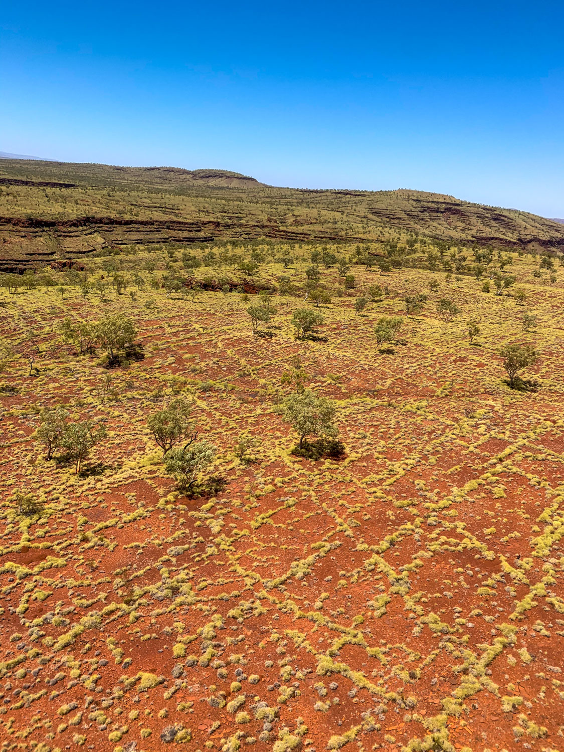 Weed management & mapping - Pilbara Ecological