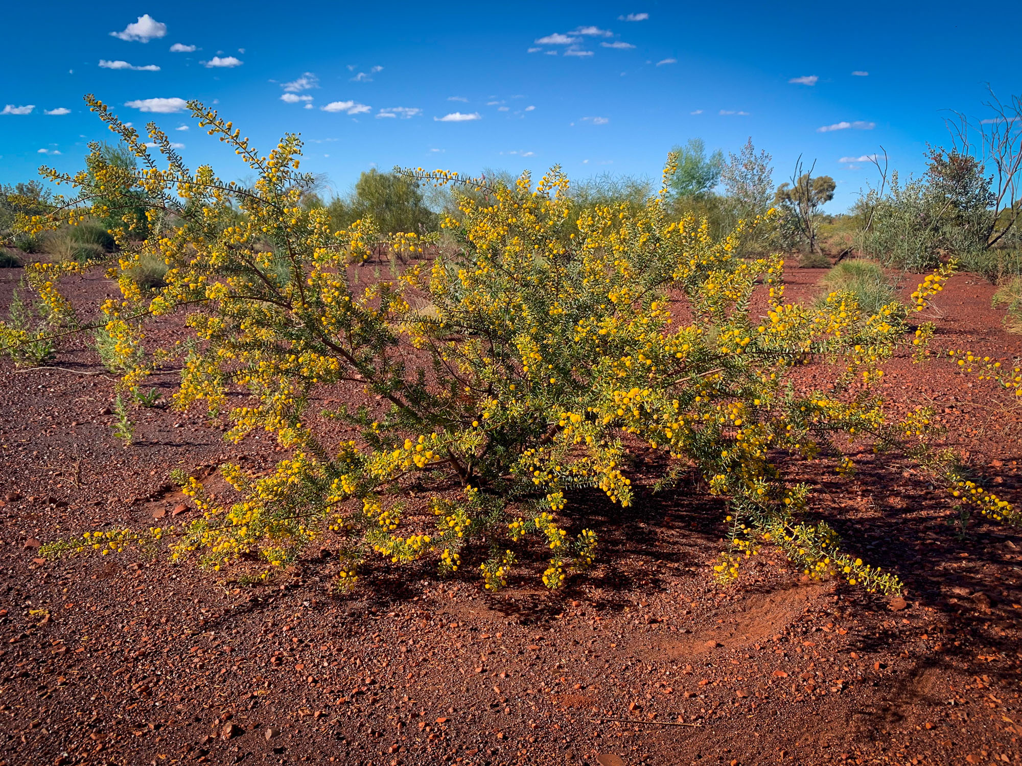 Home - Pilbara Ecological